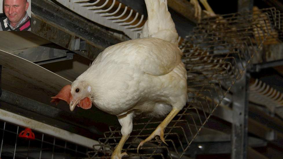 Column: Piet Hunse: Een nieuweling | Pluimveeweb.nl - Nieuws voor ...