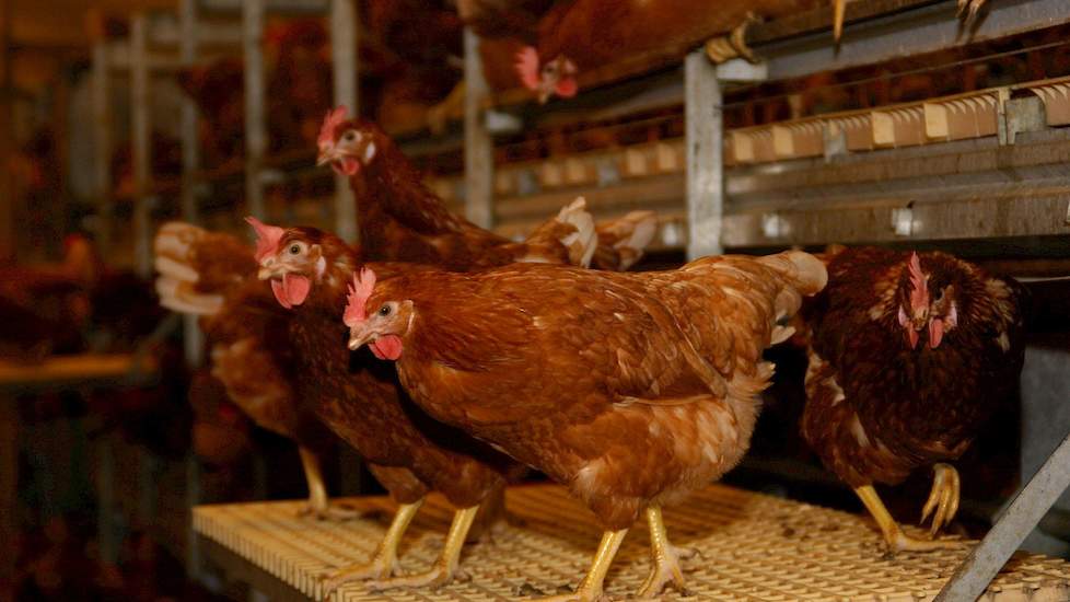 'Leghennen langer aanhouden begint in de opfok' | Pluimveeweb.nl ... 'Leghennen langer aanhouden begint in de opfok' | Pluimveeweb.nl ...