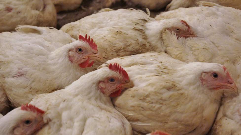 Meer controle NVWA vervoer pluimvee | Pluimveeweb.nl - Nieuws voor ...