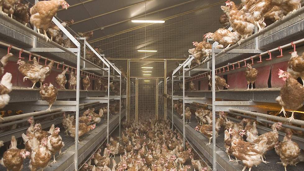 Huidige stal van leghennen vermindert de luchtkwaliteit | Pluimveeweb ... Huidige stal van leghennen vermindert de luchtkwaliteit | Pluimveeweb ...