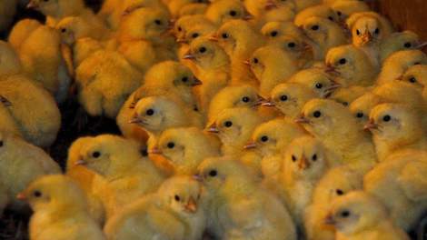 Fair Trade Poultry nieuwe pluimveebemiddelaar | Pluimveeweb.nl - Nieuws ...