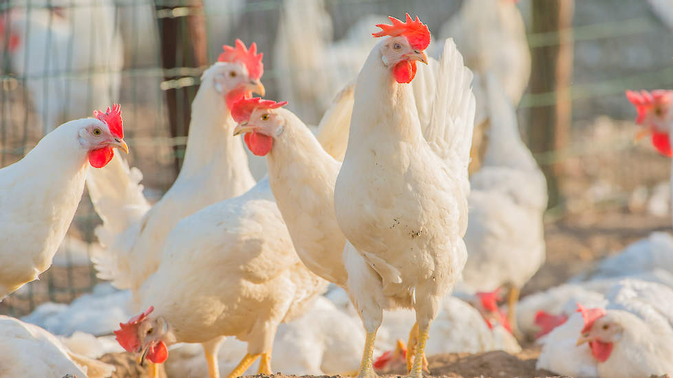 AgruniekRijnvallei › Pluimvee weer gezond naar buiten: 5 tips ...