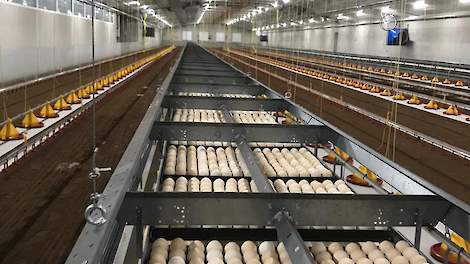 Vencomatic › On farm hatching in Saksen | Pluimveeweb.nl - Nieuws voor ...