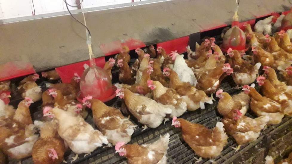 'Van 10 naar 2 procent grondeieren door betere toegang tot legnest ...