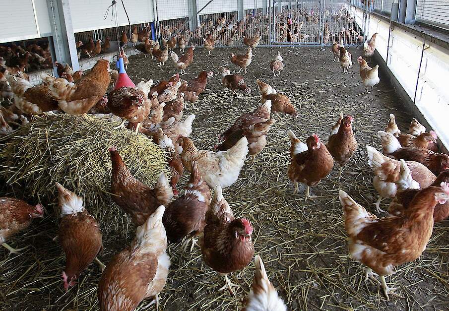 Pluimveeweb.nl - Nieuws en kennis voor de Pluimveehouder