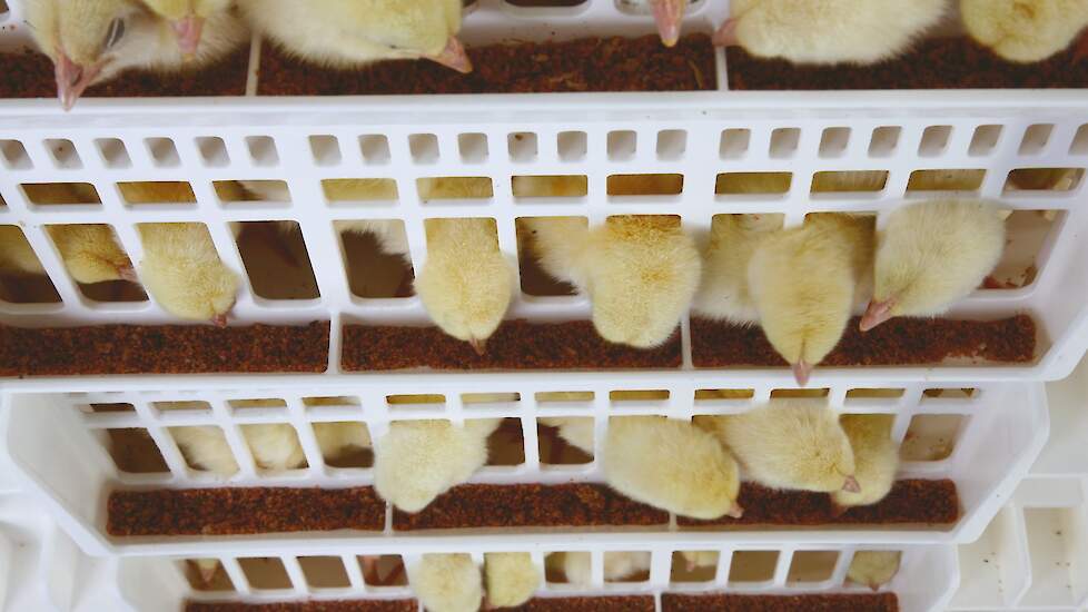 'Gezonde kuikens, gemak en efficiënte rondes' | Pluimveeweb.nl - Nieuws ...