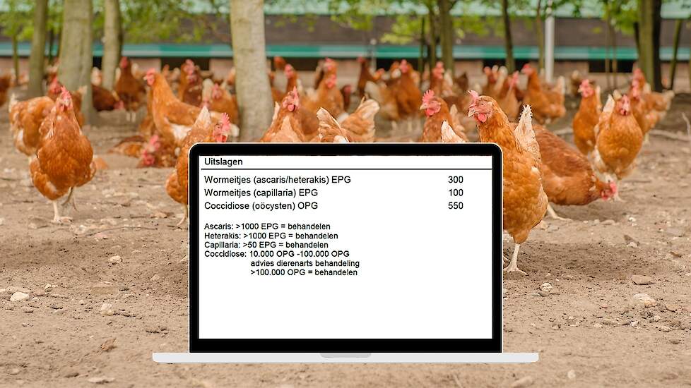 AgruniekRijnvallei › Evaluatie ontwormen in biologische leghennen ...