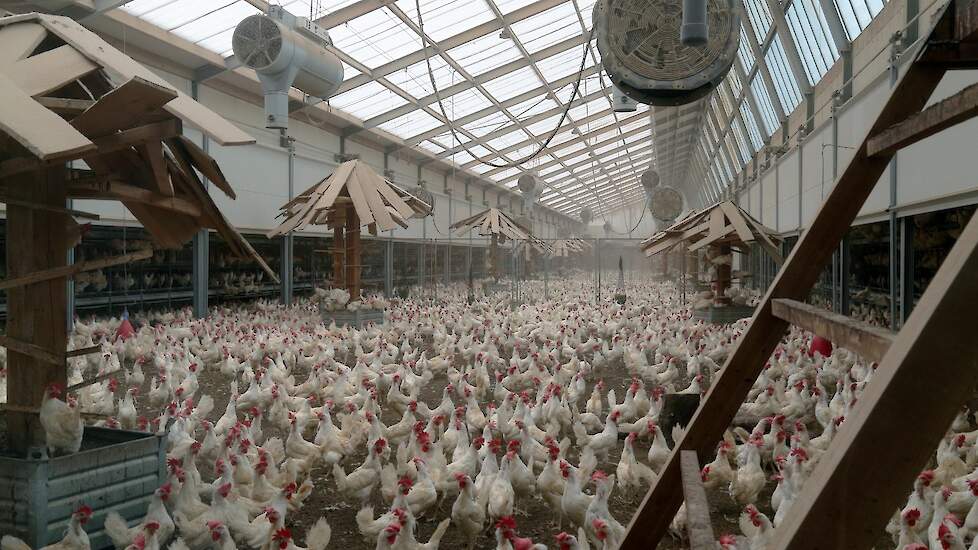 Kipster zoekt geldschieters om groei te kunnen bekostigen | Pluimveeweb ...